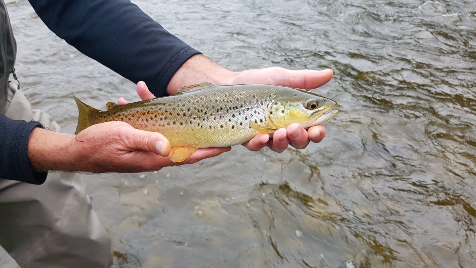 Learn to Fly Fish - Calmwaters Fly Fishing